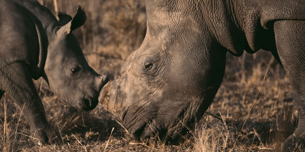 Prima fertilizare in vitro a unui rinocer alb - o reușită. Nu mai ...