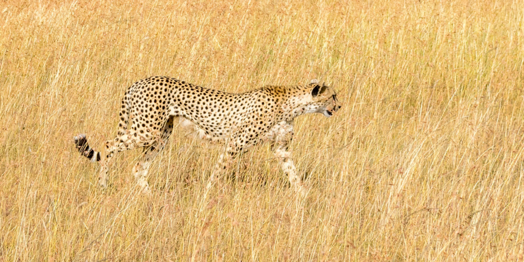 Știi care e cel mai rapid animal din lume? Nu, nu e vorba de ghepard ...